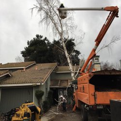 TRAVIS TREE SERVICE - 683 Photos & 273 Reviews - 6780 E Cornell Ave ...