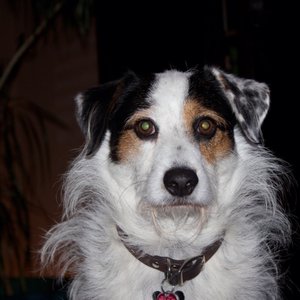 WHATCOM HUMANE SOCIETY - Updated June 2025 - 124 Photos & 42 Reviews ...