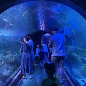 SEA LIFE GRAPEVINE AQUARIUM - 417 Photos & 242 Reviews - 3000 Grapevine ...