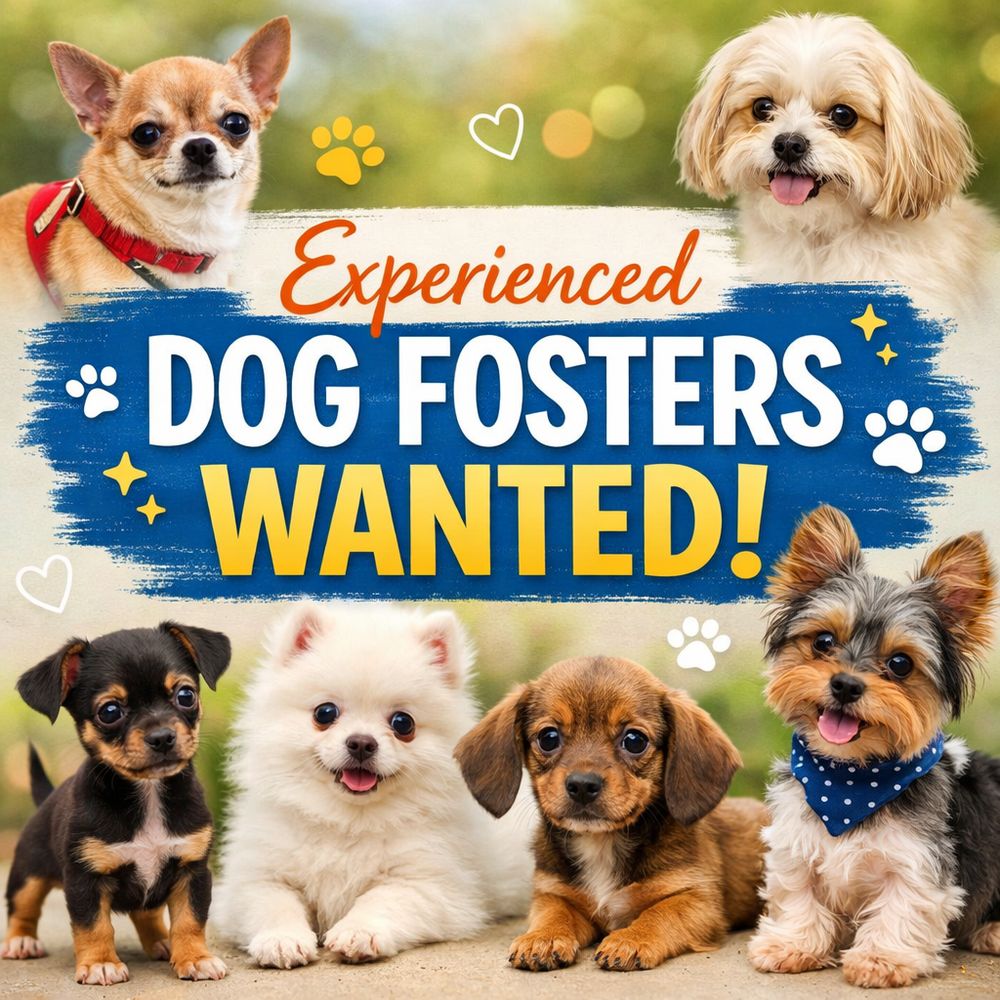 ANNIE’S LITTLE PAWS RESCUE - Updated June 2026 - 8661 201 Street ...