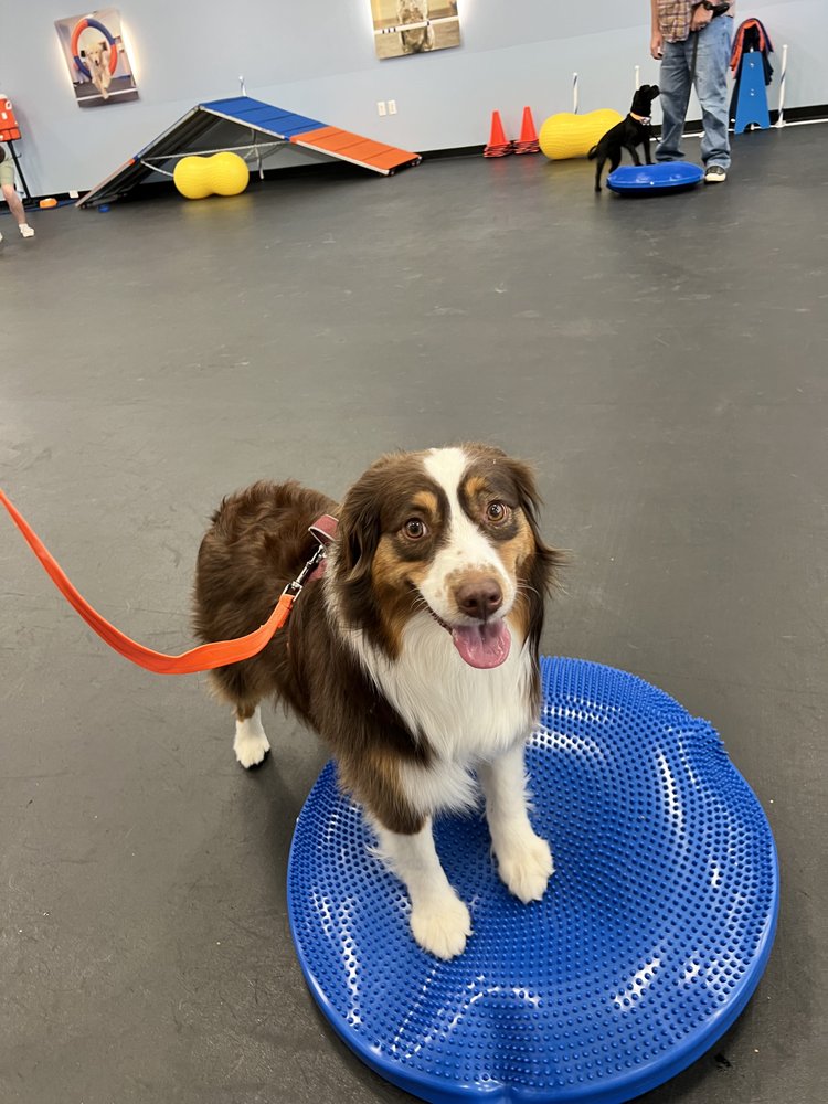 ZOOM ROOM DOG TRAINING - Updated May 2026 - 35 Photos & 71 Reviews ...