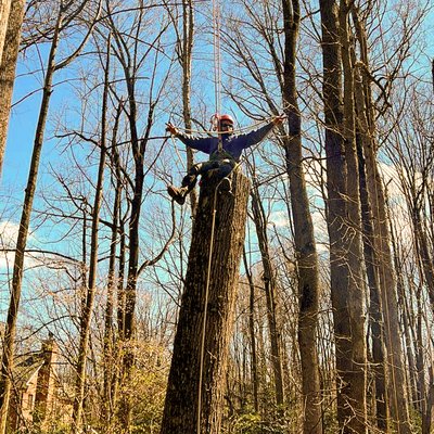 ORTEGA’S TREE SERVICE - Updated June 2026 - 54 Photos - 1344 Spring ...