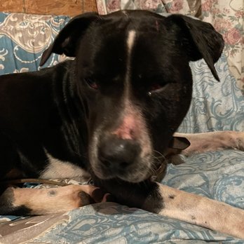 CABARRUS ANIMAL HOSPITAL - Updated September 2025 - 35 Photos & 36 ...