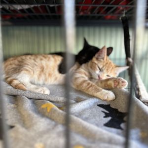 MAIN LINE TAVERN - Updated December 2025 - 20 Photos & 27 Reviews - 516 ...