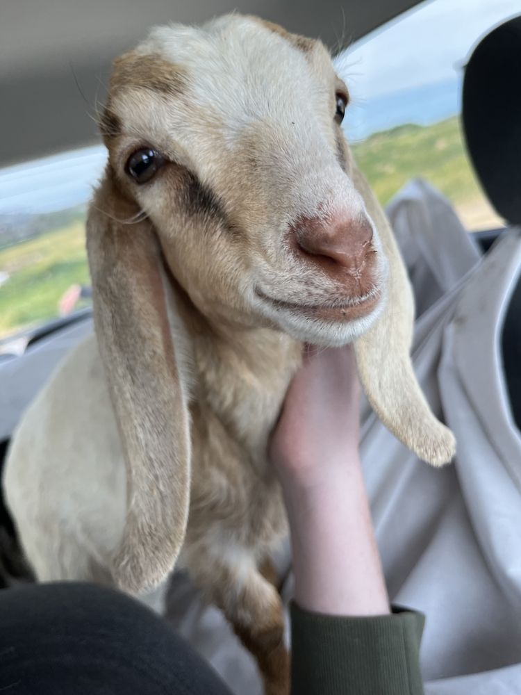 THE BONSALL GOAT COMPANY - Updated October 2025 - Bonsall, California ...