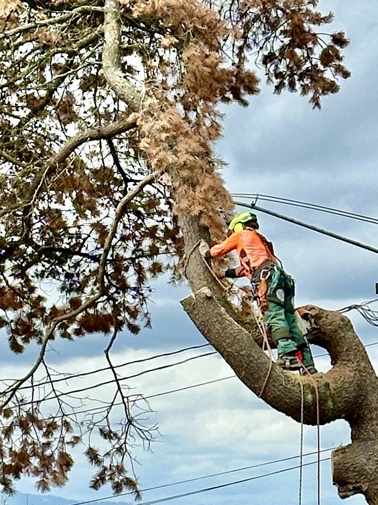 TRANQUILITY TREE CARE - Updated October 2025 - Beaverton, Oregon - Tree ...