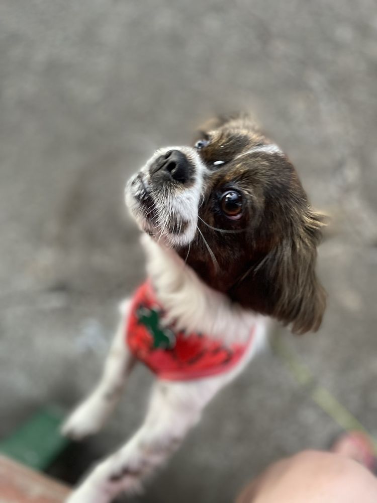 WIGGLY TAILS DOG RESCUE - Updated October 2025 - 32 Photos & 14 Reviews ...