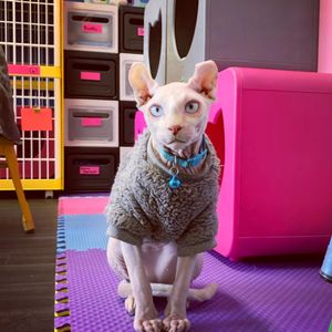 KITTY CAT CAFE - Updated September 2024 - 12 Photos - 108 Newbury St ...
