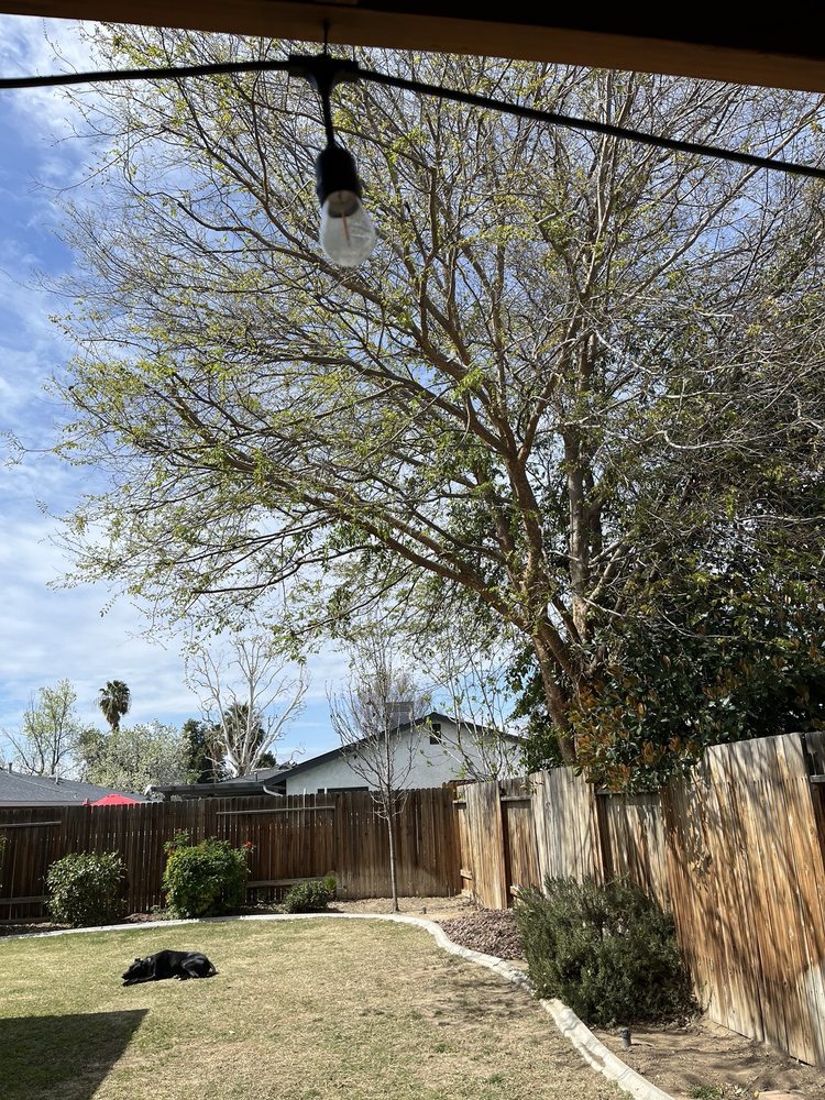 PINE TREE SERVICE - Updated December 2025 - 27 Photos & 13 Reviews ...