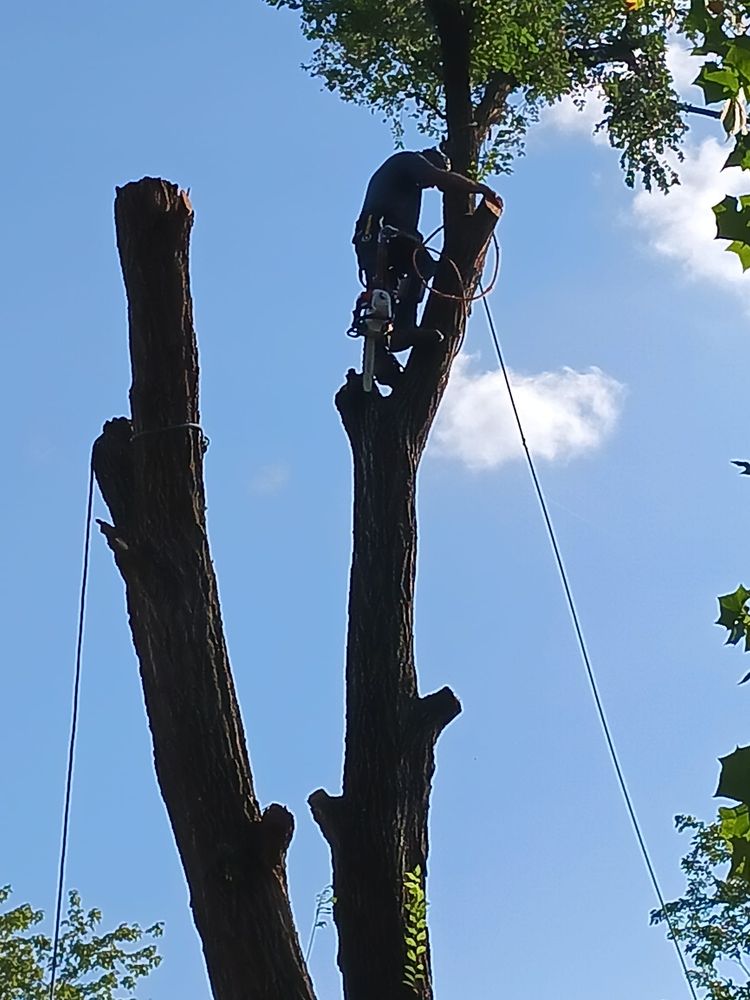PABLO OUT ON A LIMB TREE SERVICE - Updated July 2025 - Jackson ...
