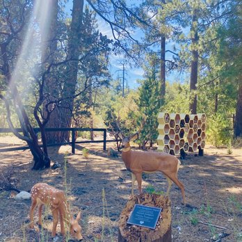 IDYLLWILD NATURE CENTER - Updated October 2025 - 288 Photos & 69 ...