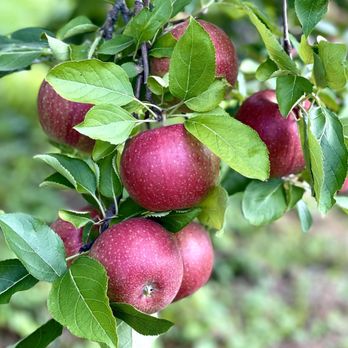 FISHKILL FARMS - Updated October 2025 - 868 Photos & 294 Reviews - 9 ...