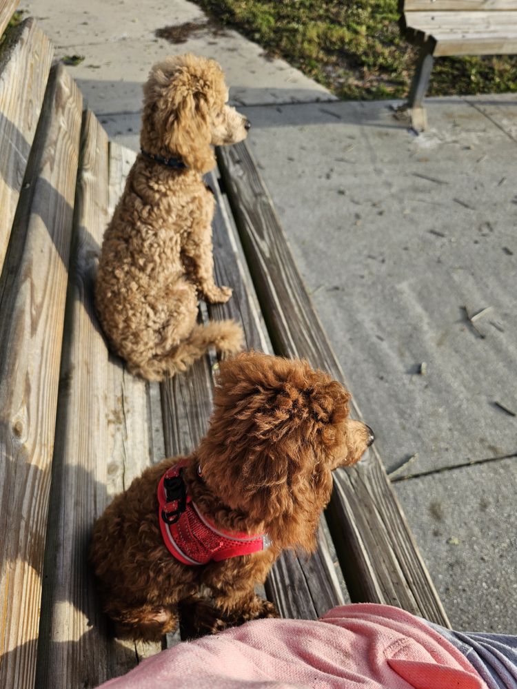 TANGLEY TAILS PET SPA - Updated October 2025 - 5300 E Silver Springs ...