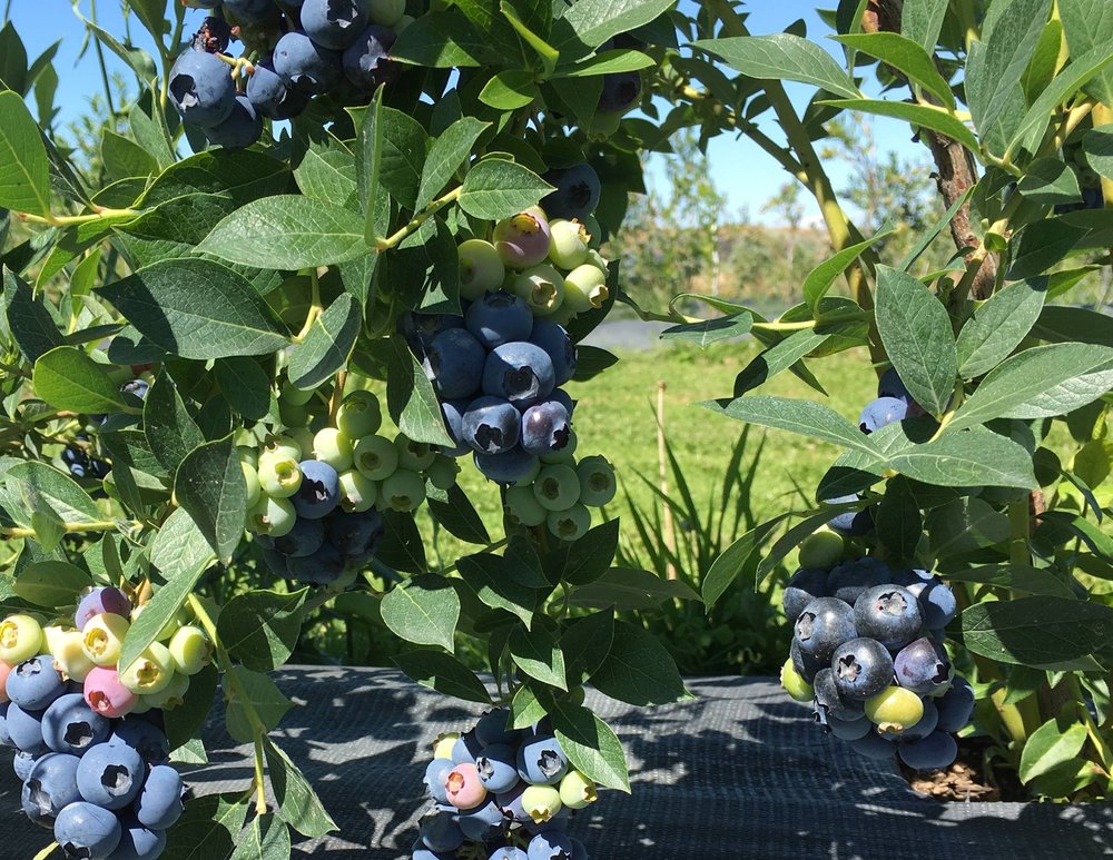 SUNLIGHT FARMS - Updated October 2025 - 30 Loomis Rd, Prosser ...