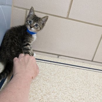 ANIMAL HUMANE SOCIETY - Updated December 2025 - 54 Photos & 78 Reviews ...