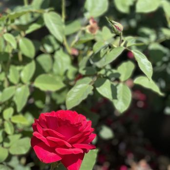 MESQUITE VALLEY GROWERS NURSERY - Updated December 2025 - 635 Photos ...