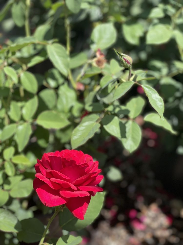 MESQUITE VALLEY GROWERS NURSERY - 413 Photos & 206 Reviews - 8005 E ...