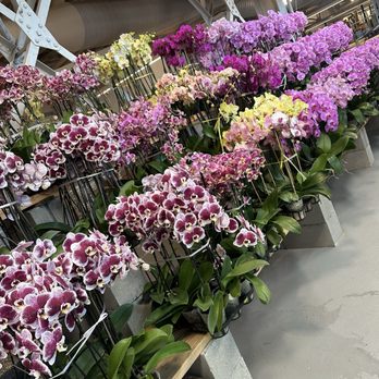 SAN FRANCISCO FLOWER MARKET - Updated December 2025 - 611 Photos & 229 ...