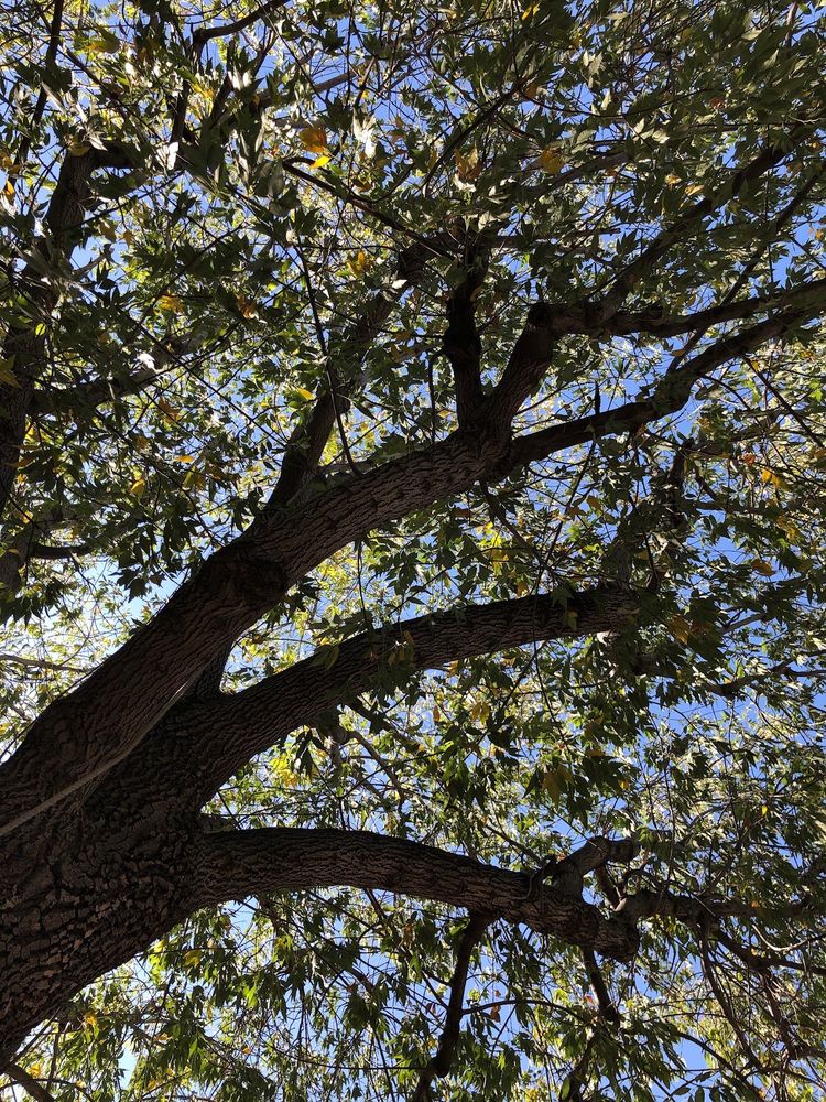 KEVIN NEIMAN’S HORTICULTURAL SERVICES - Updated October 2025 - 43 ...