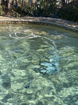 BLUE SCIENCE POOLS - Updated January 2025 - 36 Photos & 98 Reviews ...