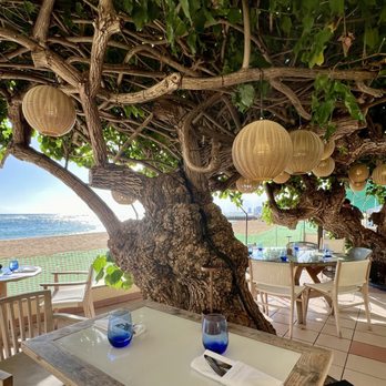 HAU TREE - Updated August 2024 - 2324 Photos & 732 Reviews - 2863 ...