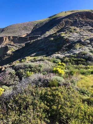 POINT SAL STATE BEACH - 18 Photos - Beaches - Brown Rd Point Sal Rd ...