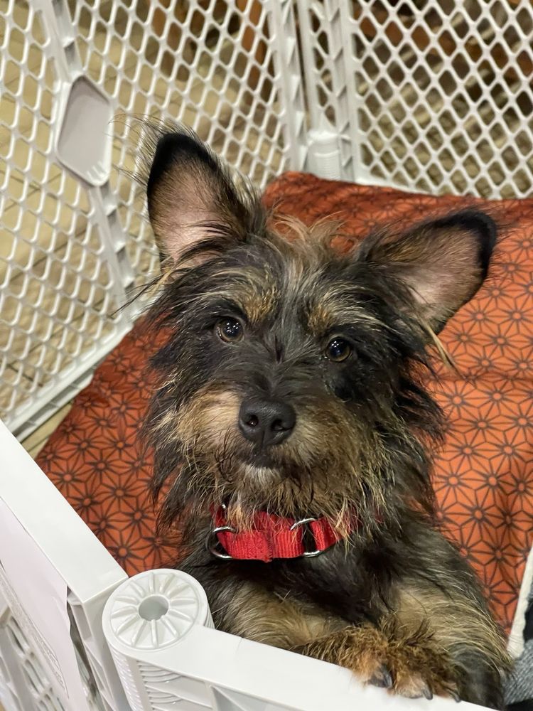 JACKSON COUNTY ANIMAL SHELTER - Updated June 2026 - 3370 Spring Arbor ...