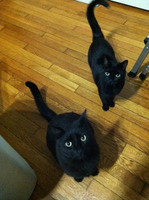 CONNECTICUT CAT CONNECTION - Updated December 2025 - 14 Reviews - 40 ...