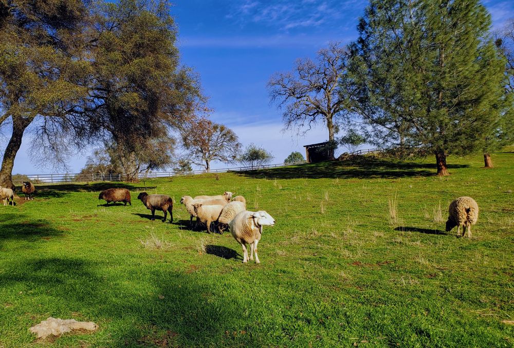 VAQUERA RANCH - 10 Photos - 14553 Oak Meadow Rd, Penn Valley, CA - Yelp