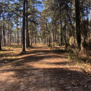 WILLIAM GOODRICH JONES STATE FOREST - 33 Photos & 17 Reviews - 1328 Fm ...