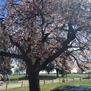 DAVIS MUNICIPAL GOLF COURSE - 22 Photos & 35 Reviews - Golf - 24439 ...