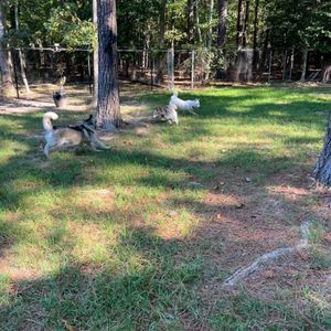 SIMPLY SOUTHERN PUPS - Updated December 2025 - 1557 Halfacre Rd ...