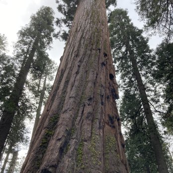 CALAVERAS BIG TREES STATE PARK - 1058 Photos & 337 Reviews - 1170 E Hwy ...