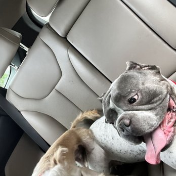 BOSS THE PET CONNECTION - Updated December 2024 - 1350 Photos & 143 ...