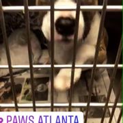 PAWS ATLANTA - 69 Photos & 46 Reviews - 5287 Covington Hwy, Decatur ...