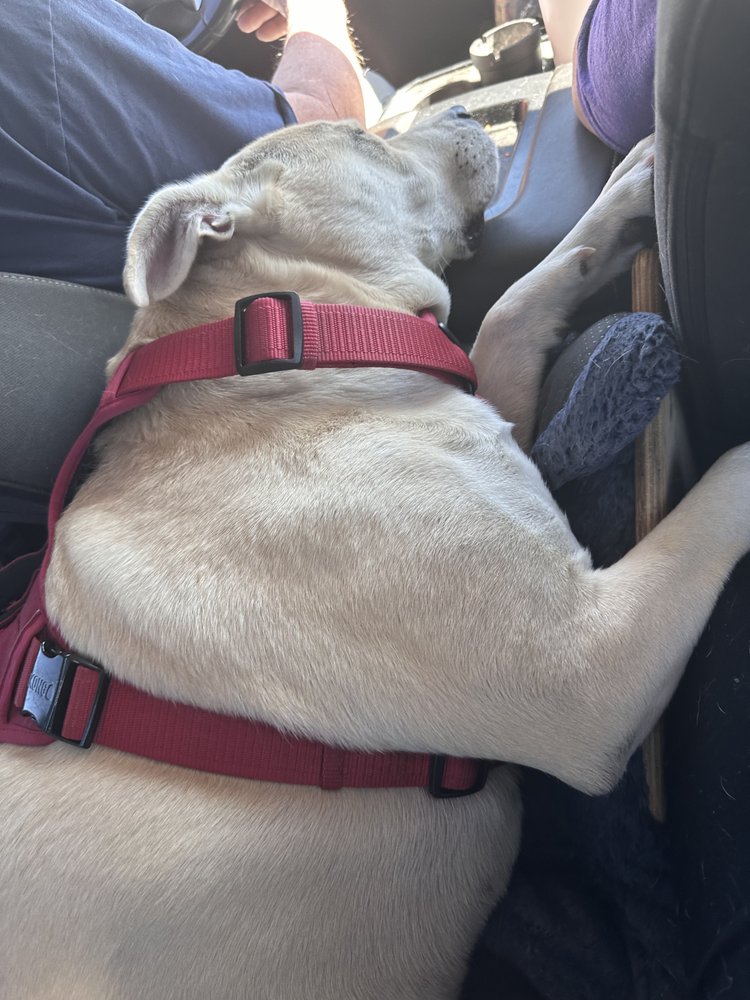 JEM PET CARE SERVICES - Updated December 2024 - Wall, New Jersey - Dog ...