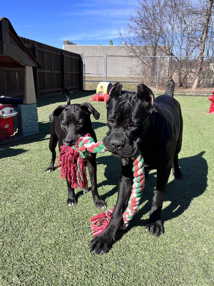 CANINE COVE PET RESORT - Updated July 2025 - 19 Photos - Youngstown ...
