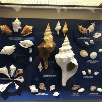 THE BAILEY-MATTHEWS SHELL MUSEUM - Updated April 2025 - 277 Photos & 83 ...