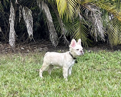 THE EXOTIC FRENCHIE LAB - Updated July 2024 - Miami, Florida - Pet ...