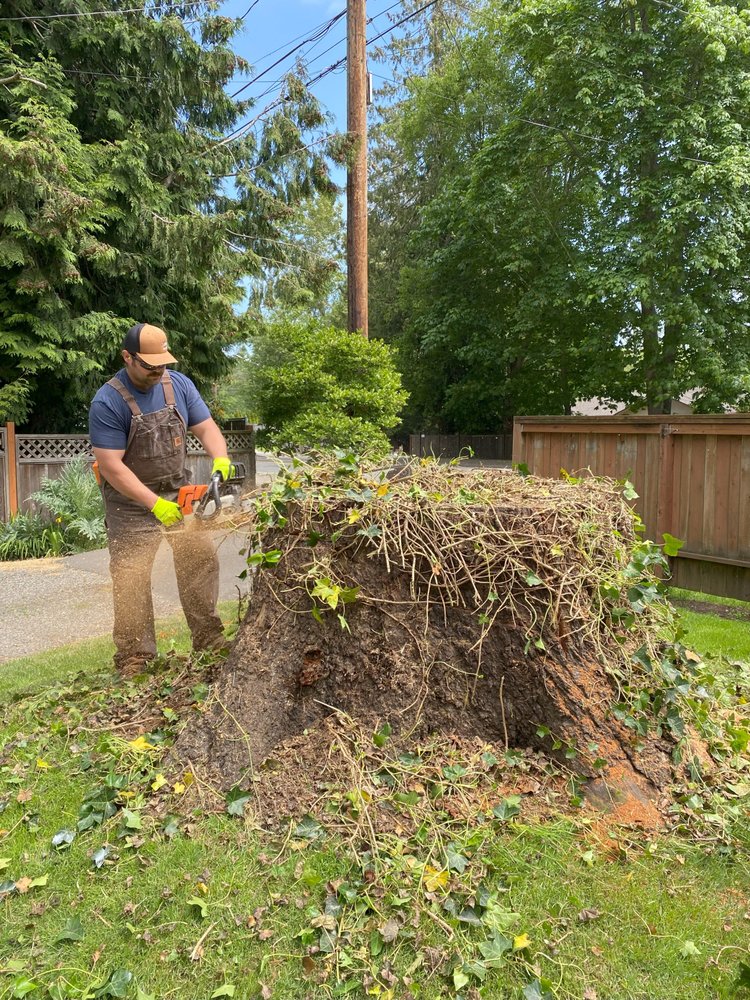 JT’S TREE SPADING AND STUMP GRINDING - Updated June 2025 - Request a Quote - 13 Photos ...
