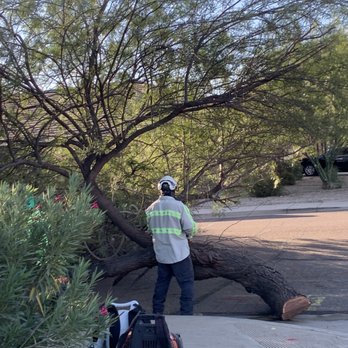 HAYWARD TREE SERVICE - Updated December 2025 - 109 Photos & 156 Reviews ...