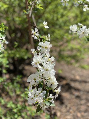 JC RAULSTON ARBORETUM - 523 Photos & 96 Reviews - 4415 Beryl Rd ...