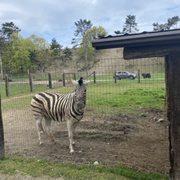 OLYMPIC GAME FARM - 716 Photos & 360 Reviews - 1423 Ward Rd, Sequim ...