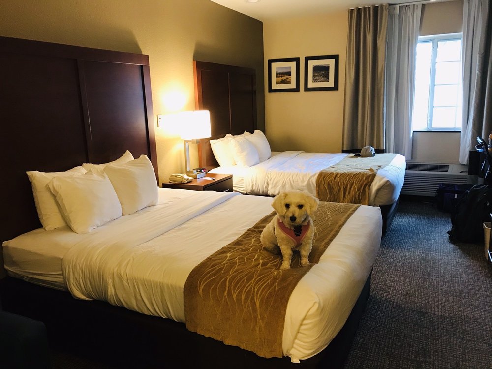 COMFORT INN I-17 & I-40 - Updated September 2024 - 93 Photos & 157 ...