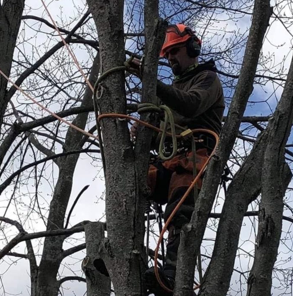 PODUNK TREE SERVICE - Updated August 2025 - Request a Quote - 91 Photos ...