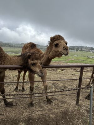OASIS CAMEL DAIRY - Updated December 2025 - 767 Photos & 358 Reviews ...
