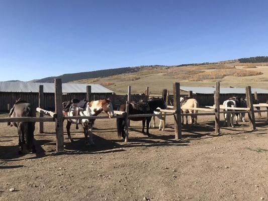 AMERICAN SAFARI RANCH - Updated August 2024 - 73 Photos & 63 Reviews ...