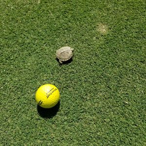 CHASTAIN PARK GOLF COURSE - 117 Photos - Golf - 216 W Wieuca Rd NW ...