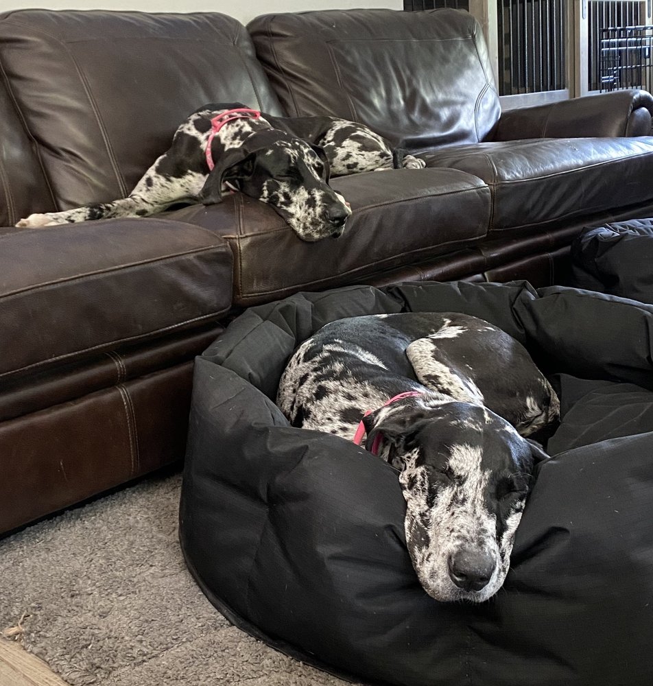 BAY PAWS PET RESORT - Updated July 2025 - 40 Photos & 48 Reviews ...