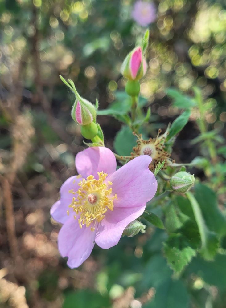 SAN MARCOS FOOTHILLS PRESERVE - Updated December 2025 - 41 Photos & 14 ...